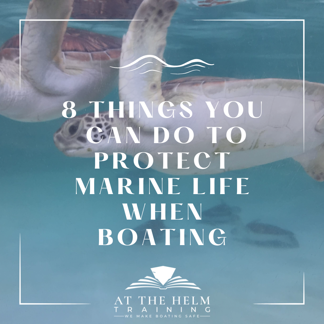 Boating with Respect: Ensuring Marine Animals' Safety | ATHT