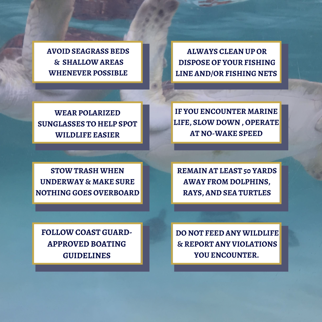 Boating with Respect: Ensuring Marine Animals' Safety | ATHT